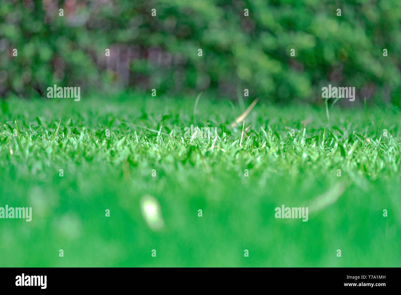 close up grass field in the garden with blur background Stock Photo - Alamy