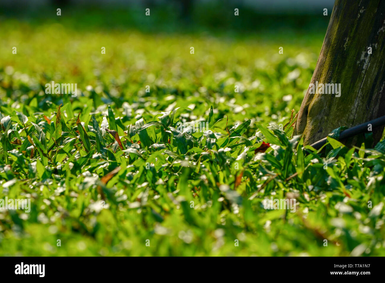 close up grass on the ground with sunlight effect Stock Photo - Alamy