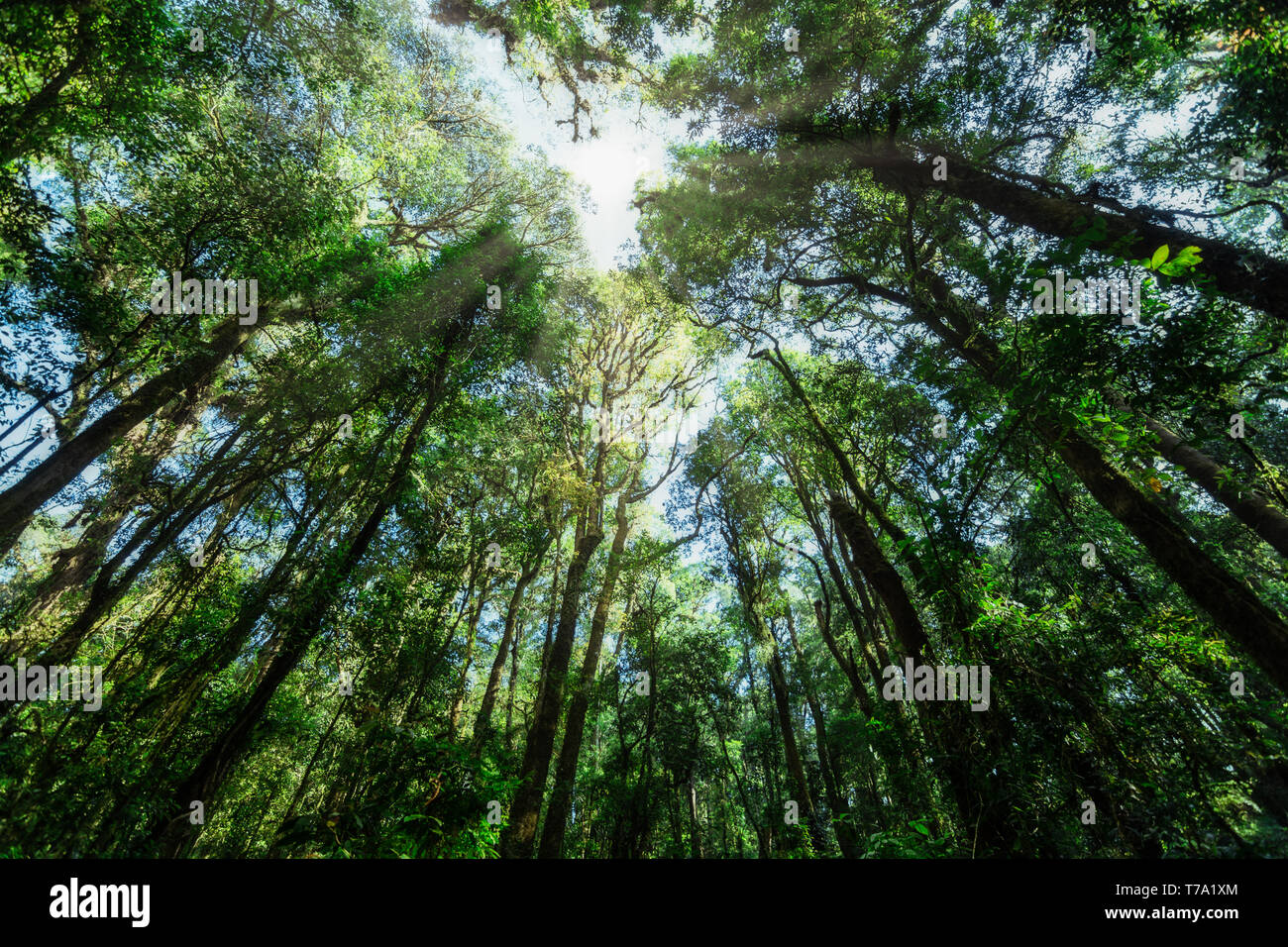 nature and forest Stock Photo - Alamy