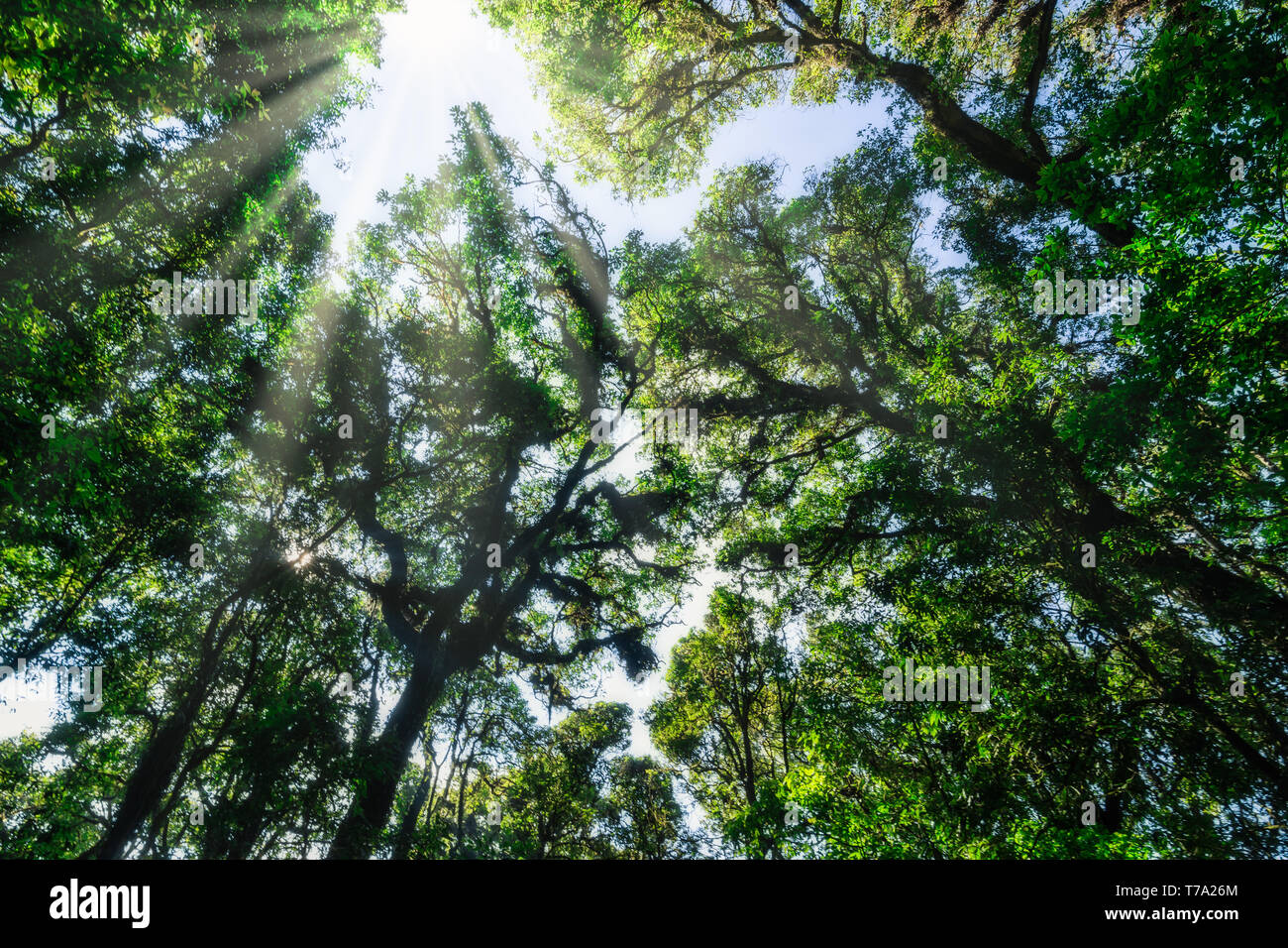 nature and forest Stock Photo - Alamy