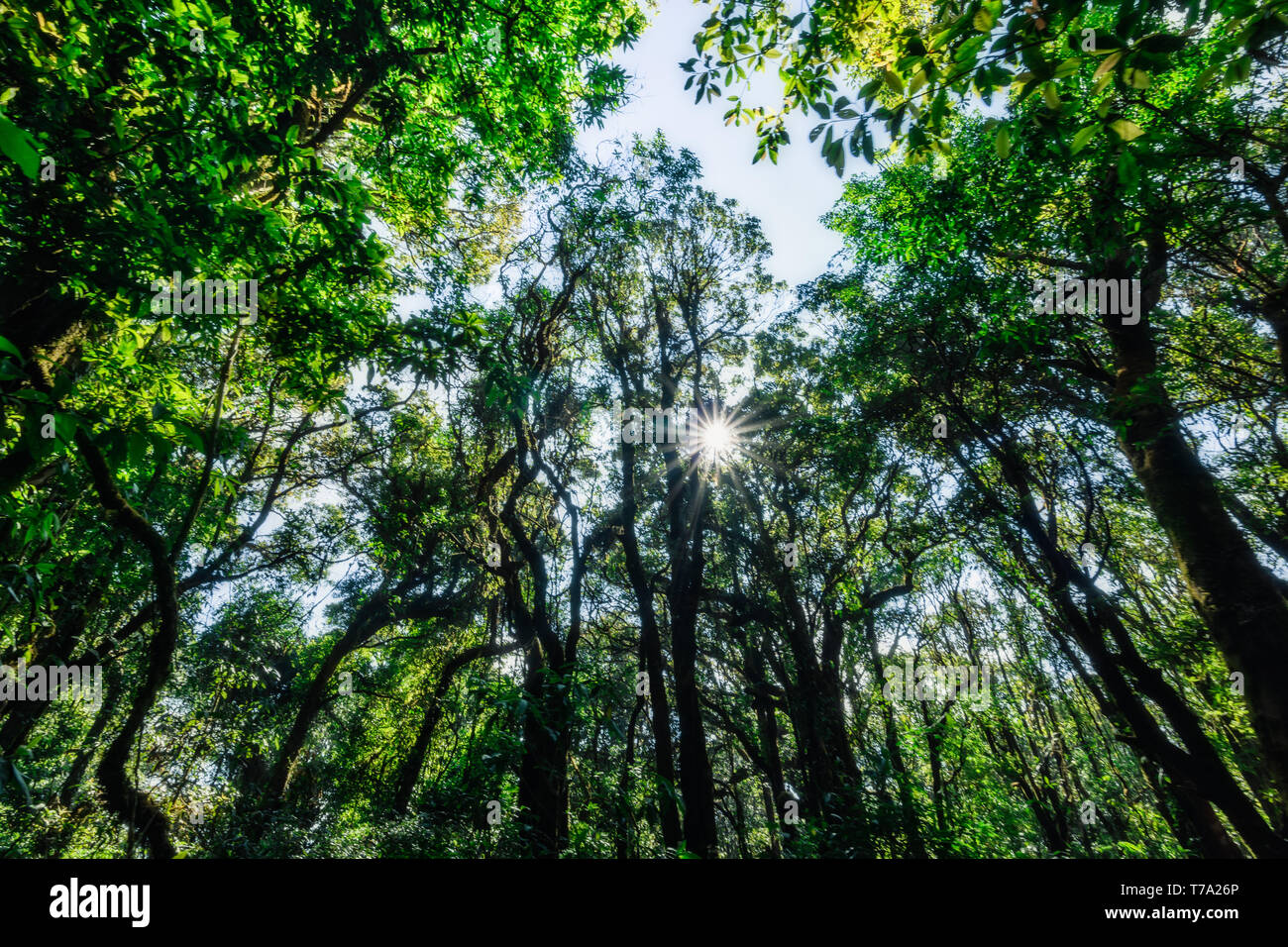 nature and forest Stock Photo - Alamy