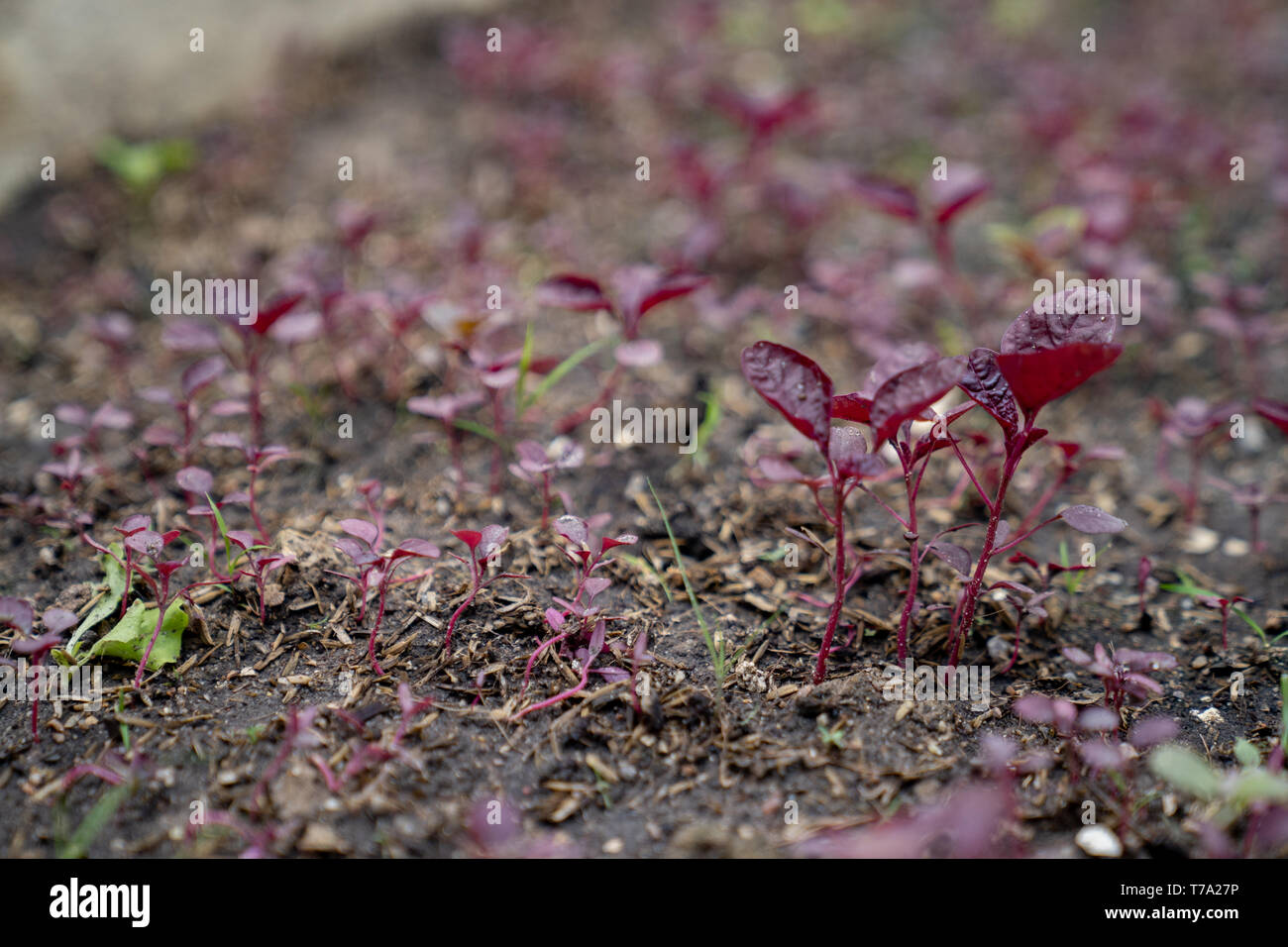 saplings red tree in the soil are growing under the sunlight Stock ...