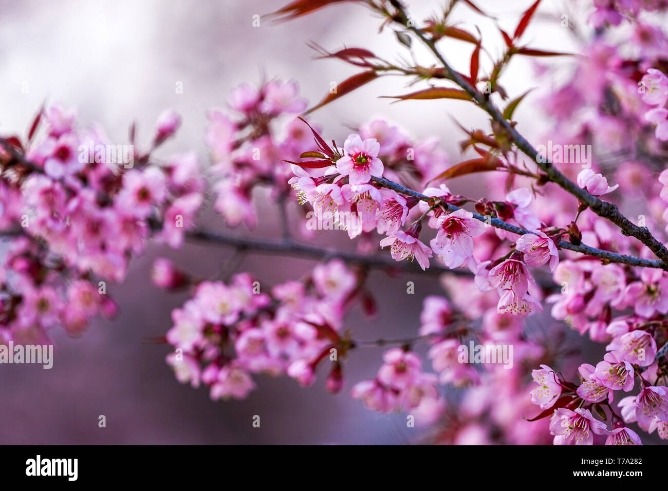 Wild Himalayan Cherry or Prenus Cerasoides, call "Nang Phaya Suar Klong ...