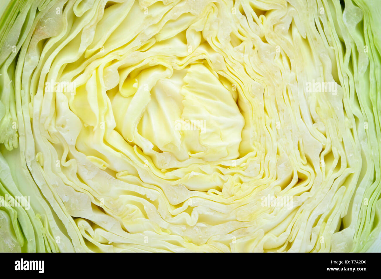 Closeup of fresh sliced cabbage Stock Photo - Alamy