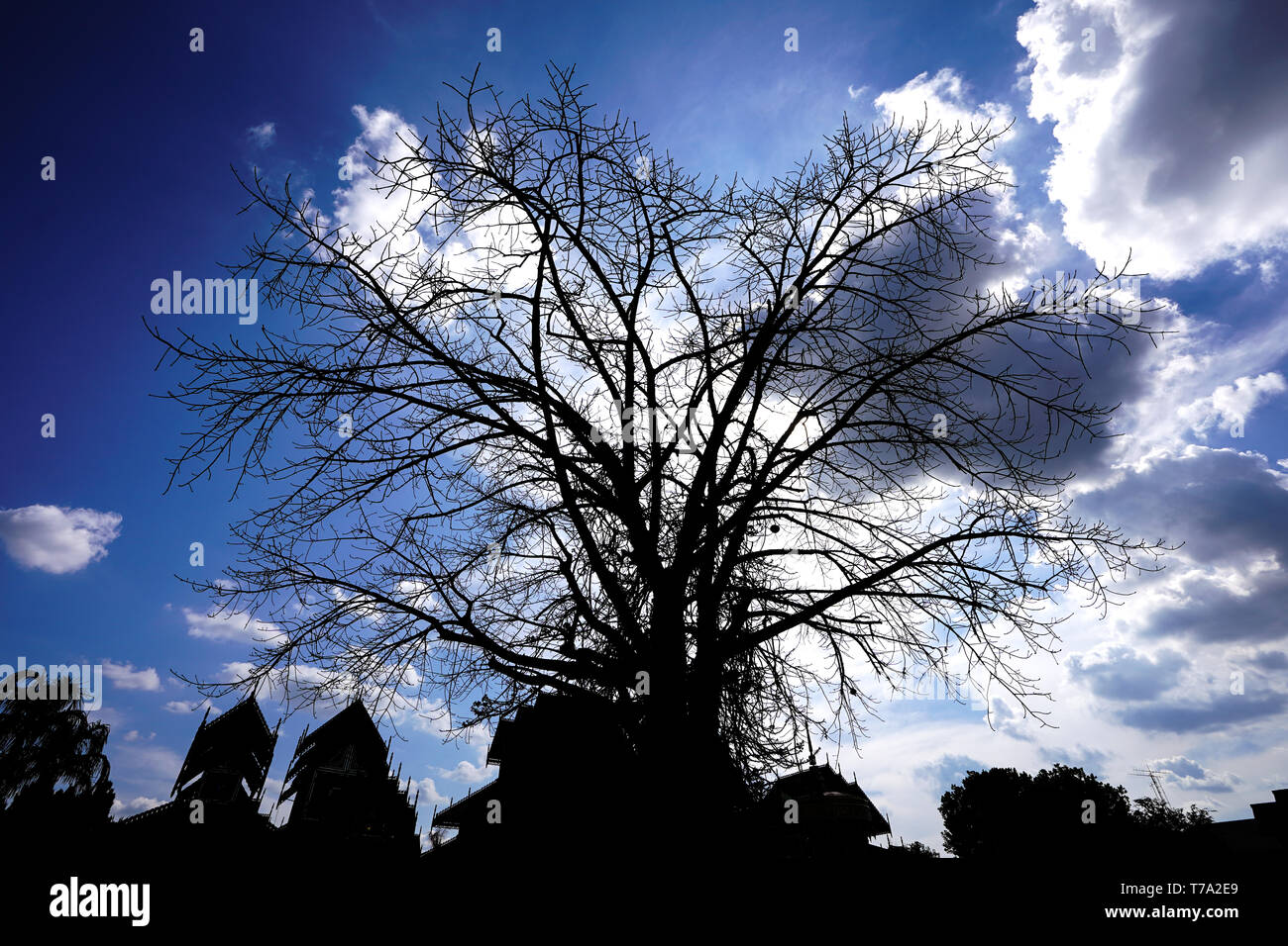 Sal tree in thailand hi-res stock photography and images - Alamy