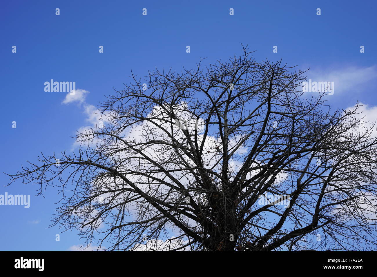Sal seed hi-res stock photography and images - Alamy