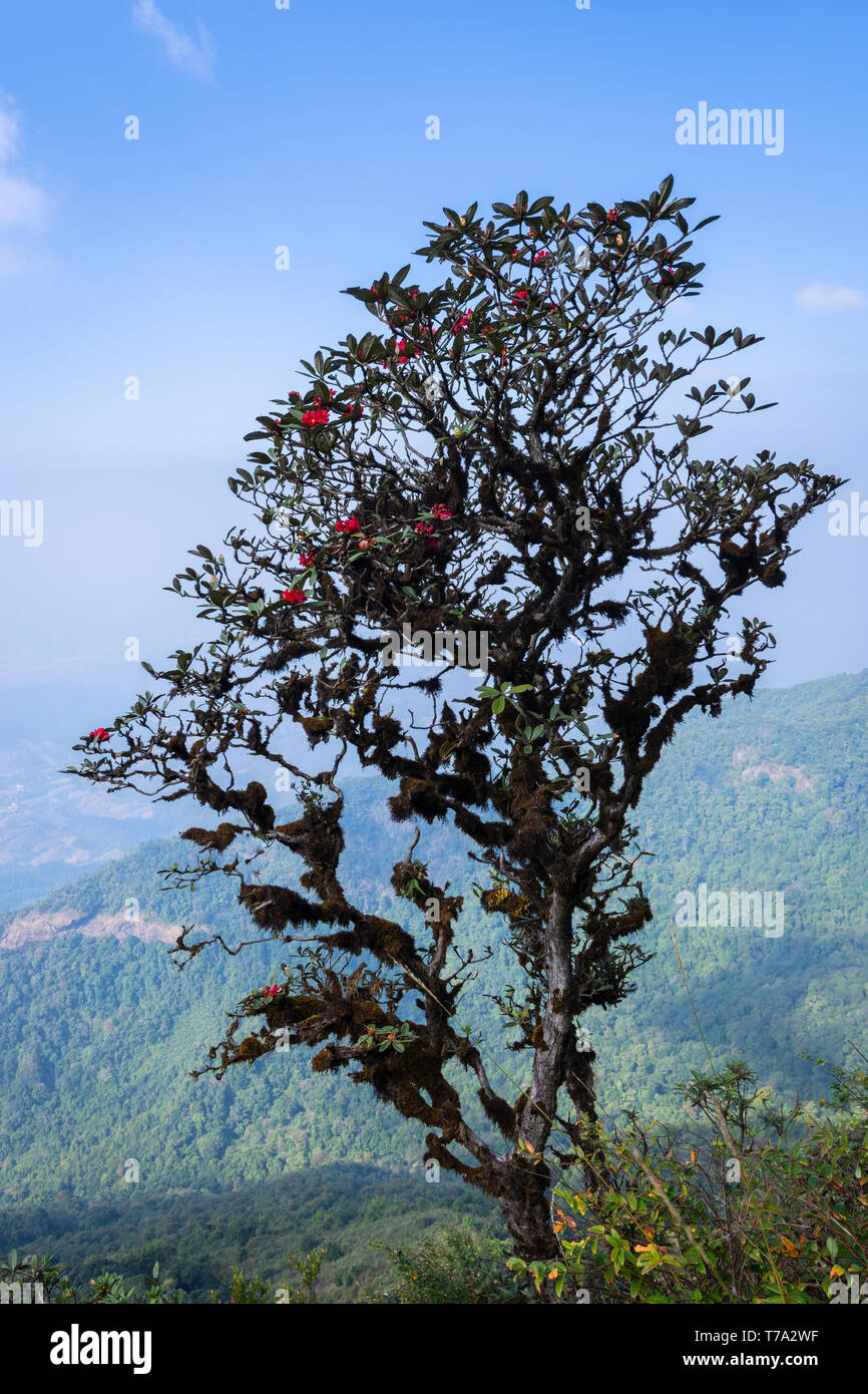 Natural views and trees at Kew Mae Pan Stock Photo - Alamy