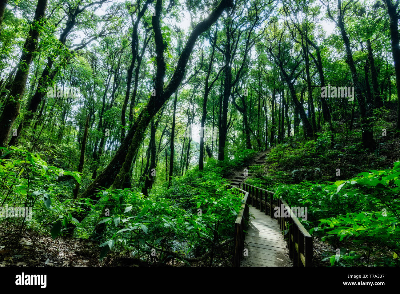 nature and forest Stock Photo - Alamy