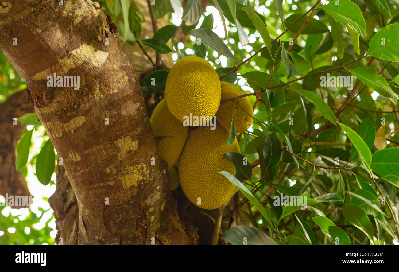 Fresh Jackfruit on the branch Stock Photo - Alamy