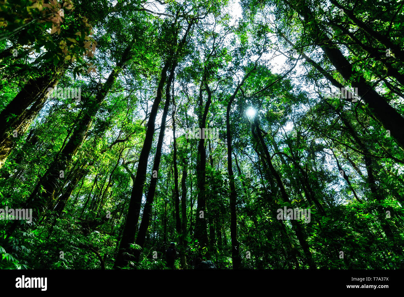 nature and forest Stock Photo - Alamy