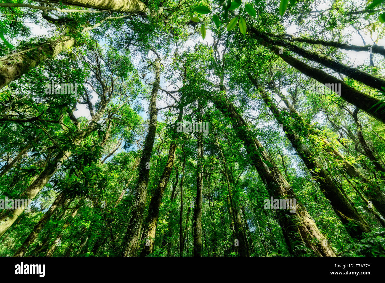 nature and forest Stock Photo - Alamy