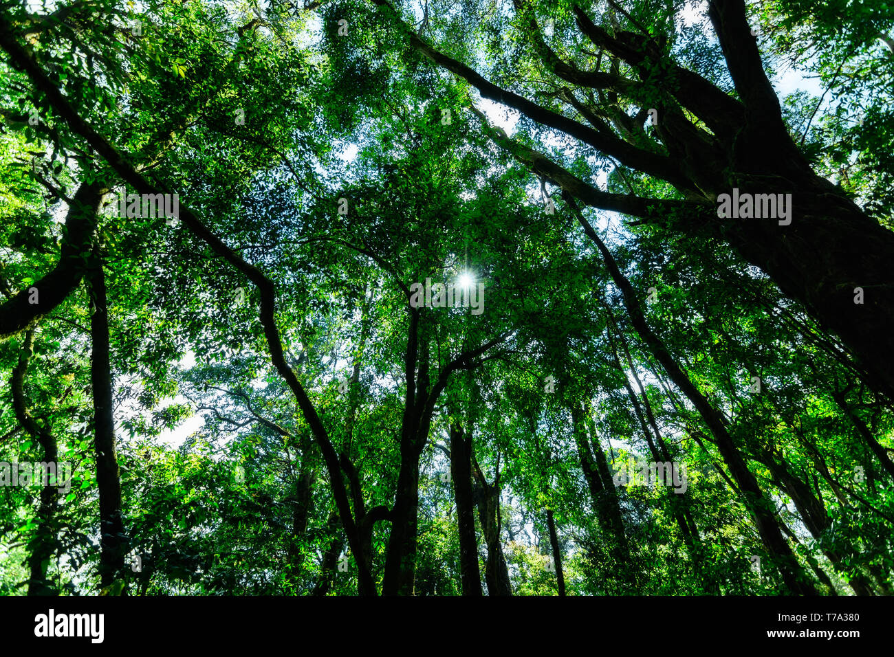 nature and forest Stock Photo - Alamy