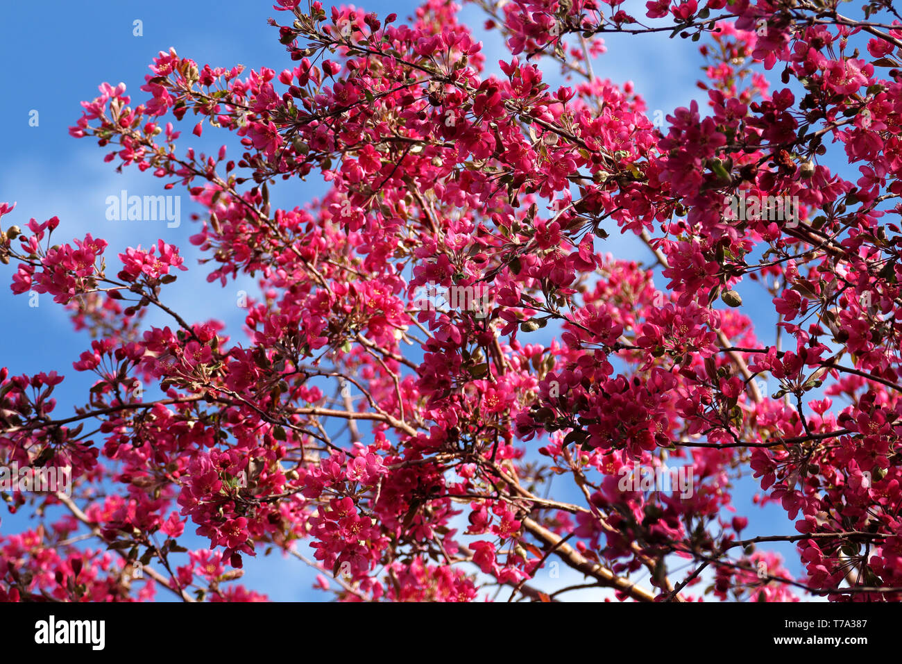 Closed up of cherry blossom sakura on blue sky background. Denver ...