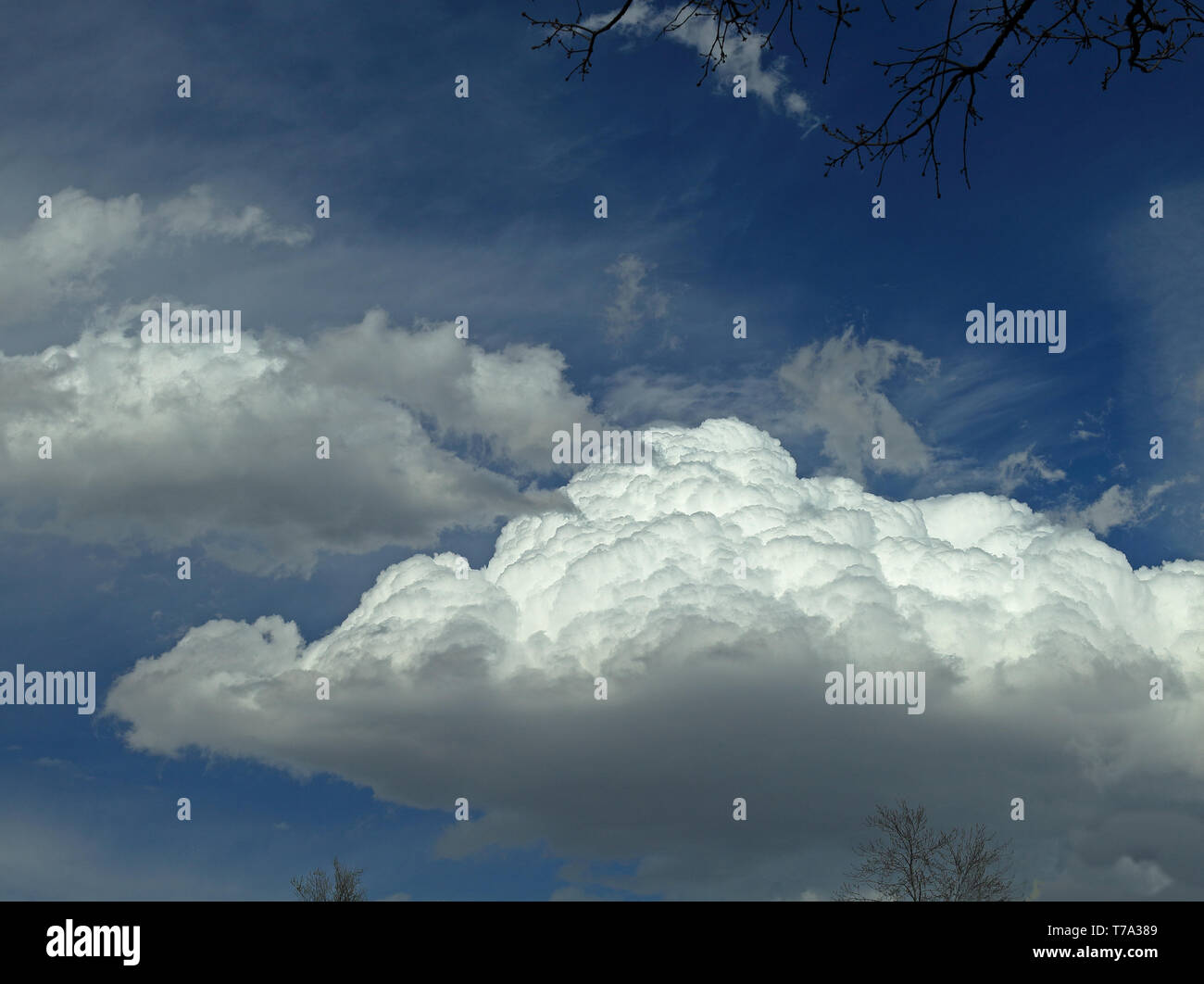 Dark blue sky with light, clouds, and tree branches. Springtime, Denver ...