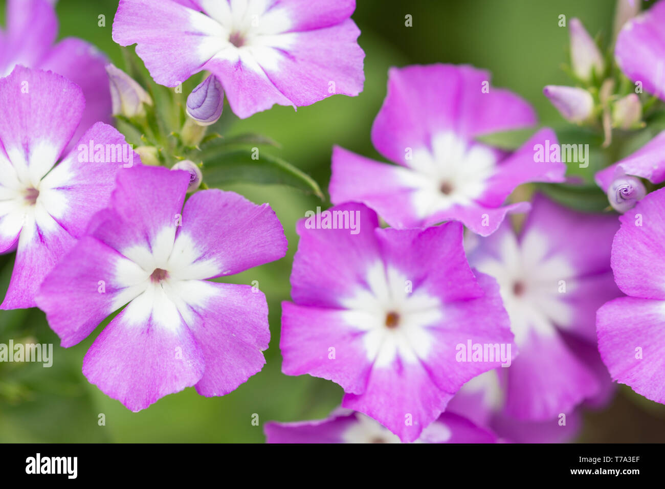 Colorful flower macro Stock Photo - Alamy