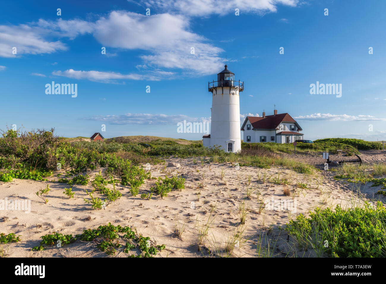 Cape Cod Lighthouse in beach dunes Stock Photo - Alamy