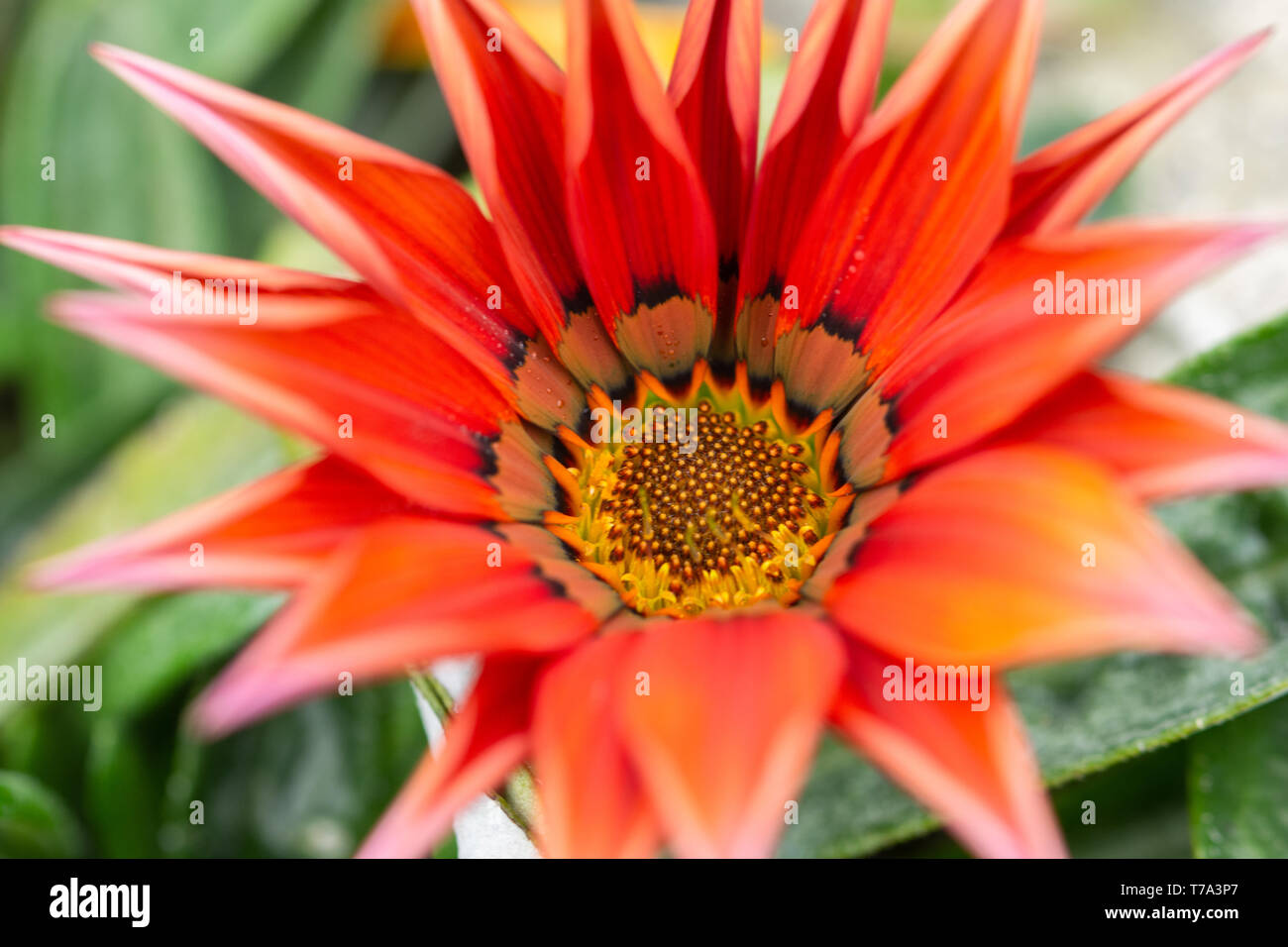 Colorful flower macro Stock Photo - Alamy
