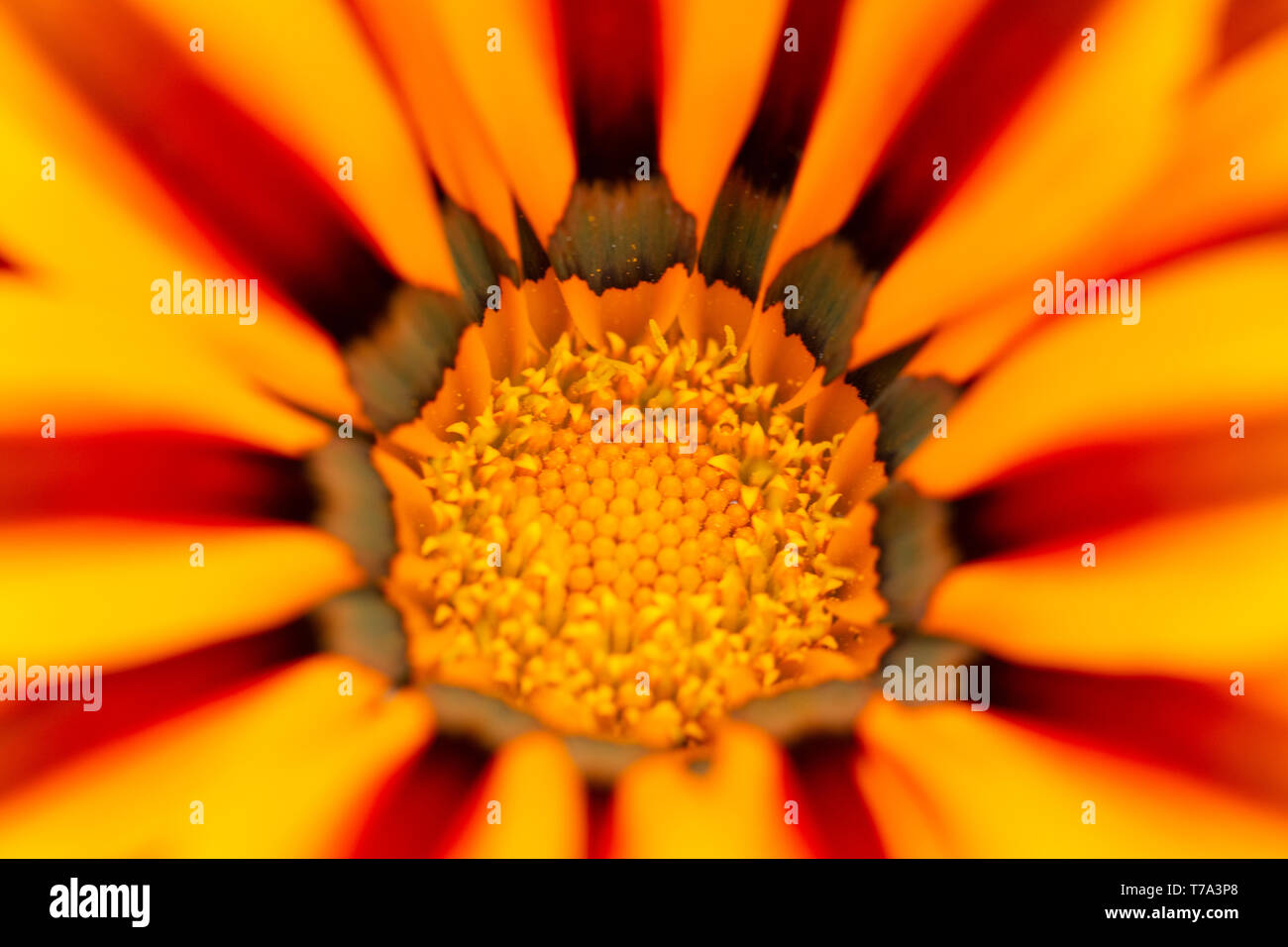 Colorful flower macro Stock Photo - Alamy