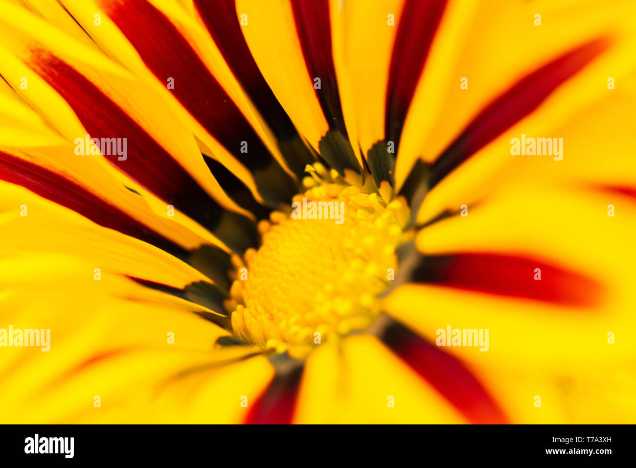 Colorful flower macro Stock Photo - Alamy
