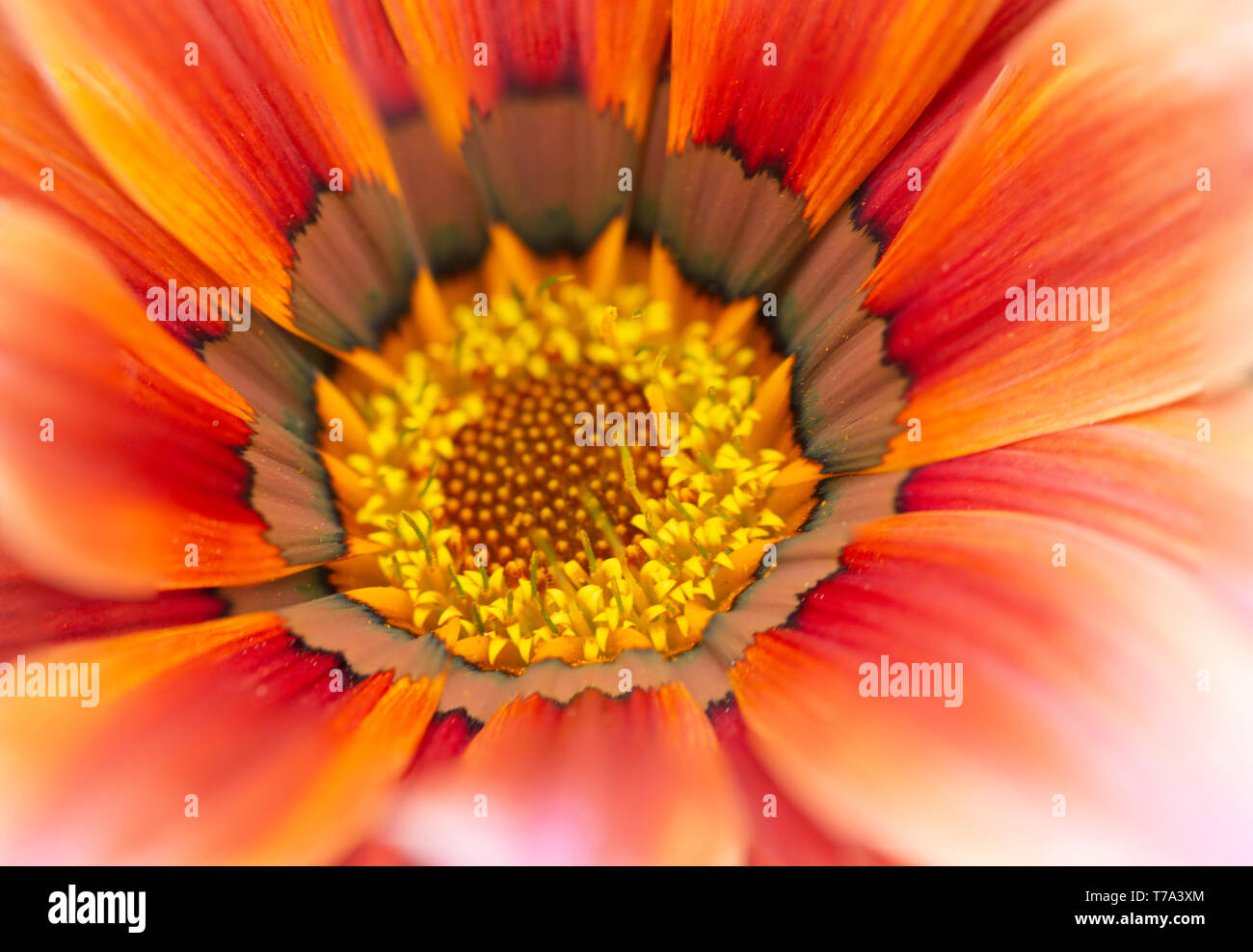 Colorful flower macro Stock Photo - Alamy