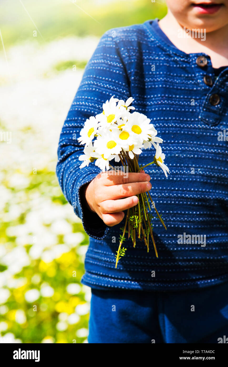 Cute Little Kid Is Holding A Bouquet Of Daisy Flower. Sunny And Spring ...