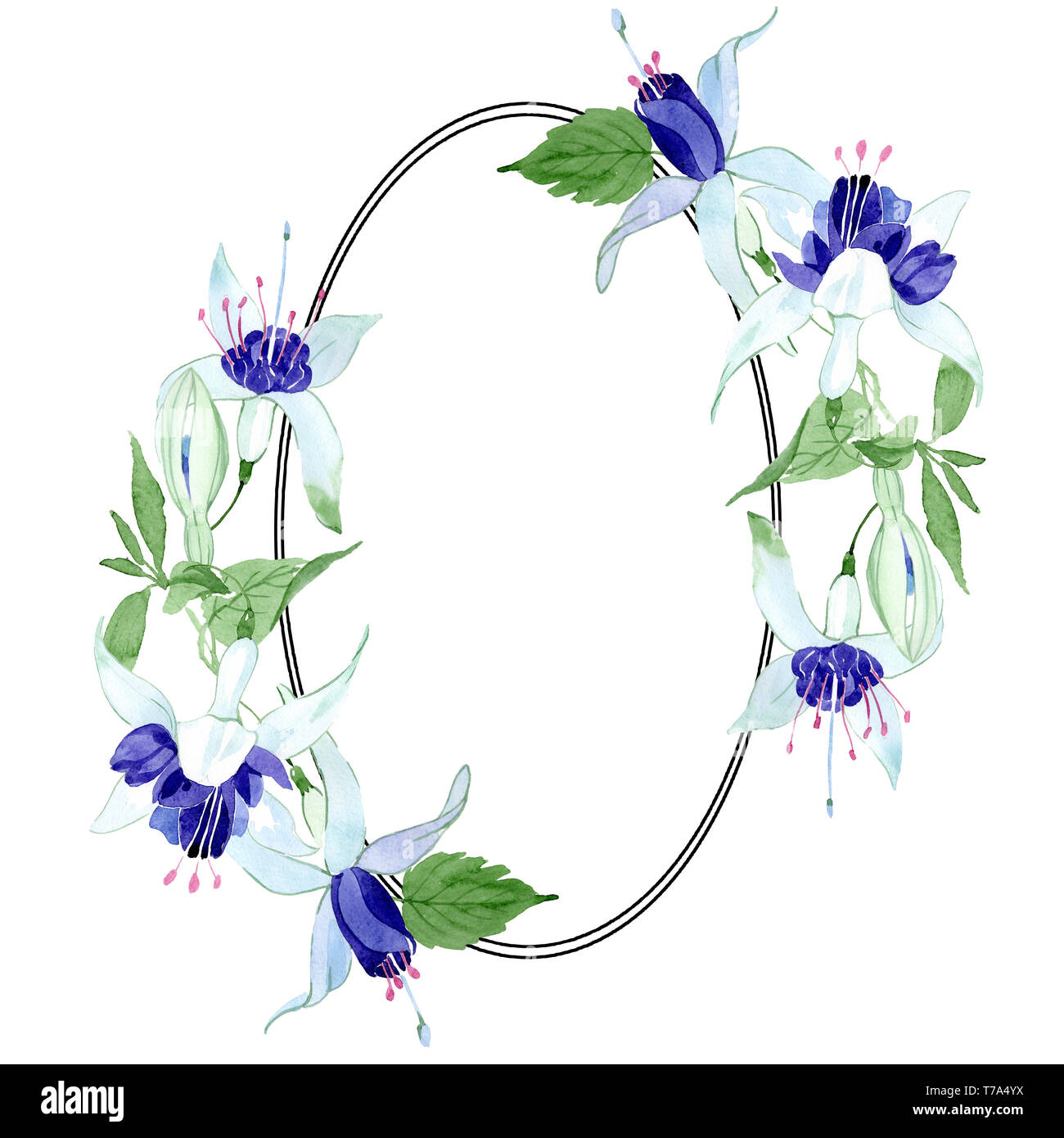 Blue fuchsia floral botanical flowers. Watercolor background ...