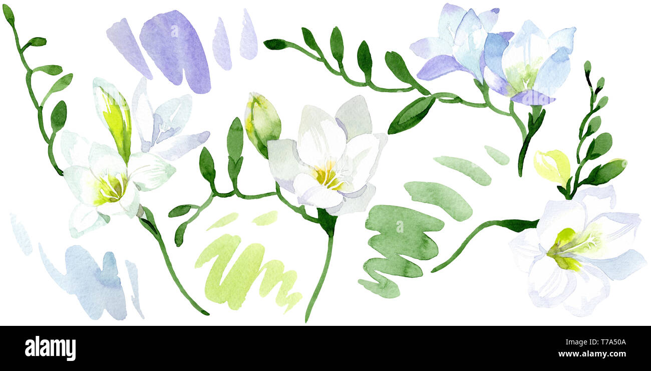 White freesia floral botanical flowers. Watercolor background ...
