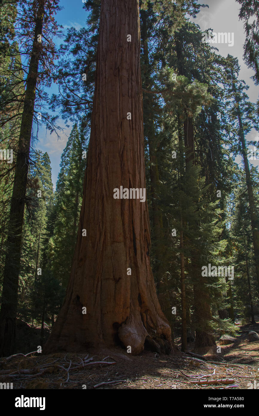 Lanscape with trees hi-res stock photography and images - Alamy