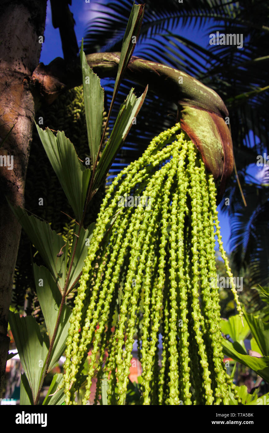 Jaggery palm hi-res stock photography and images - Alamy