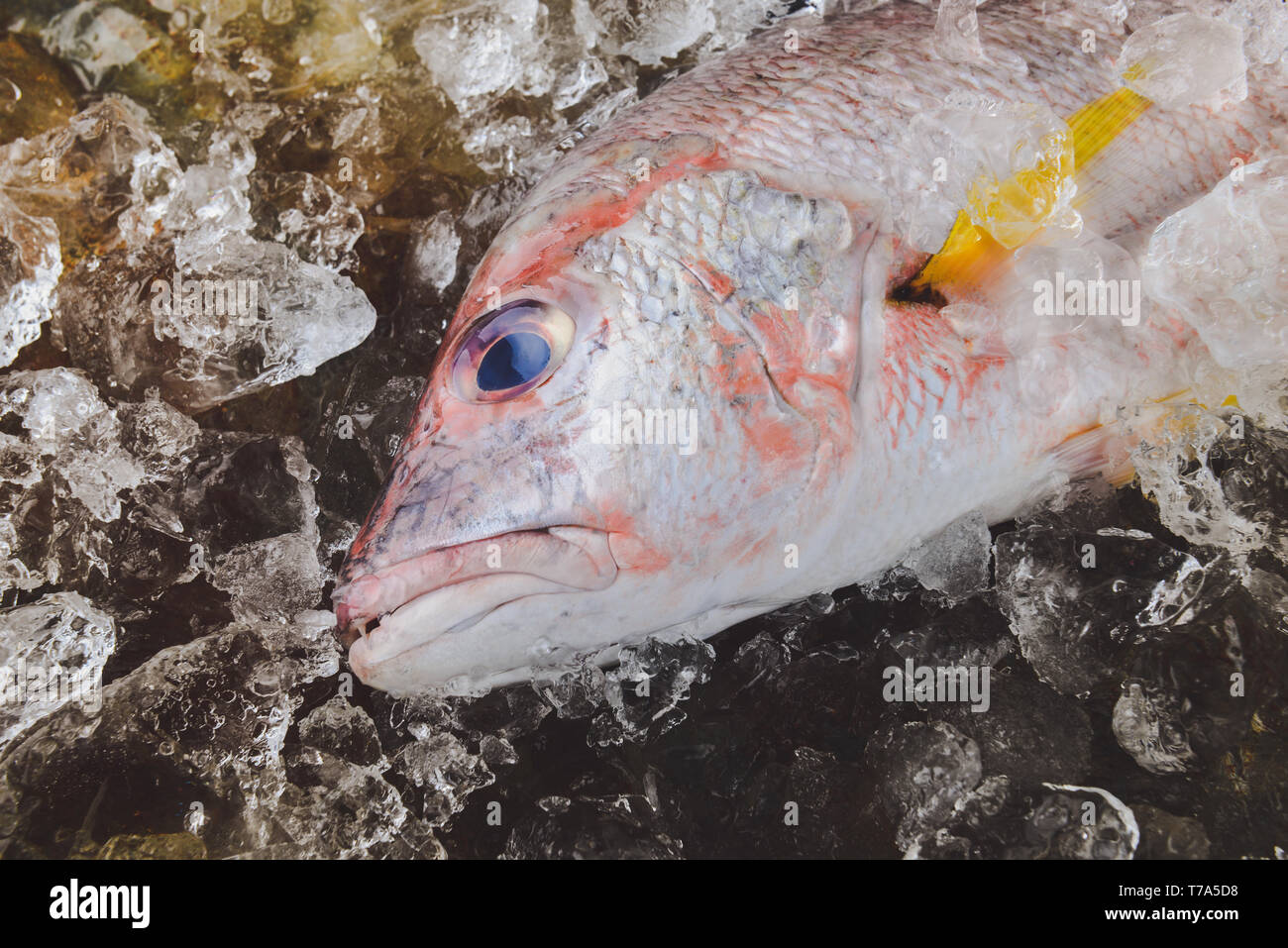 Fresh red snapper sea fish from fishery market frozen in ice piece ...