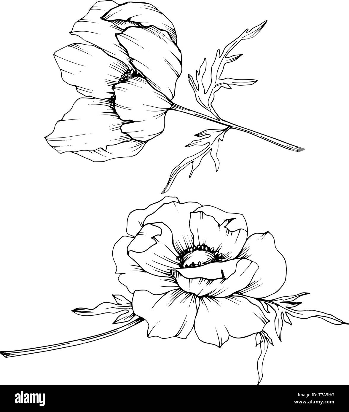 Vector Anemone floral botanical flowers. Black and white engraved ink ...