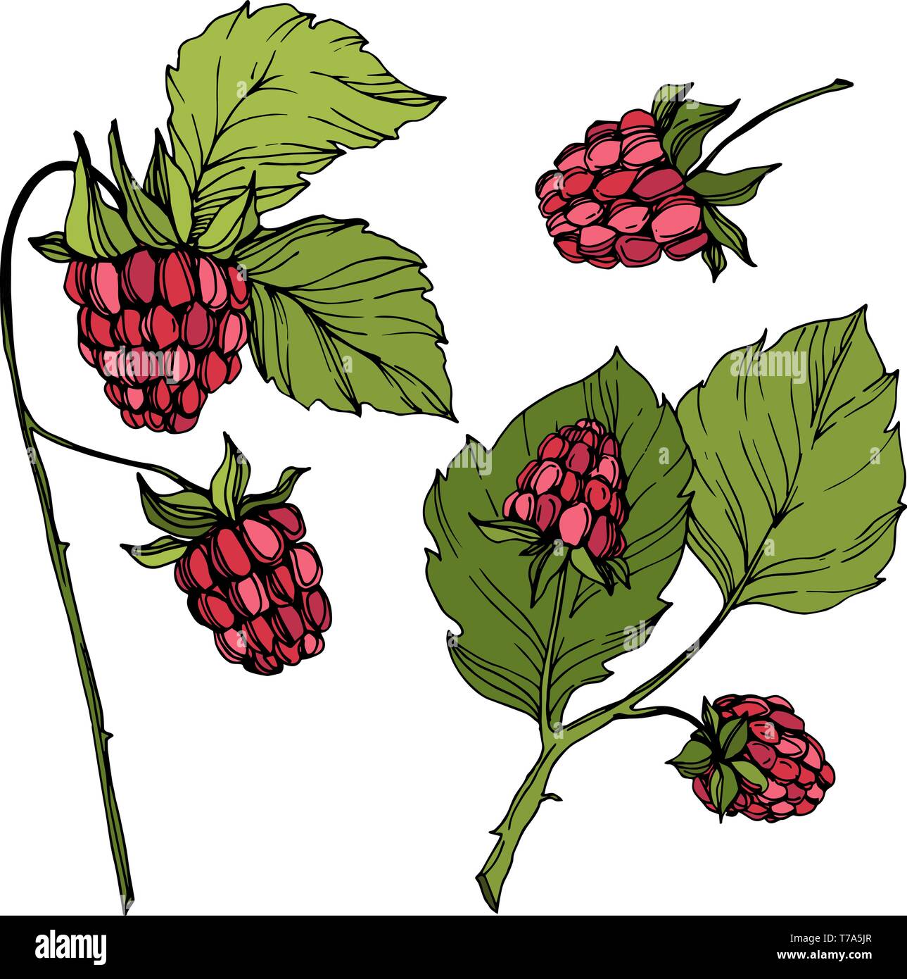 Vector Raspberry healthy food isolated. Red and green engraved ink art ...