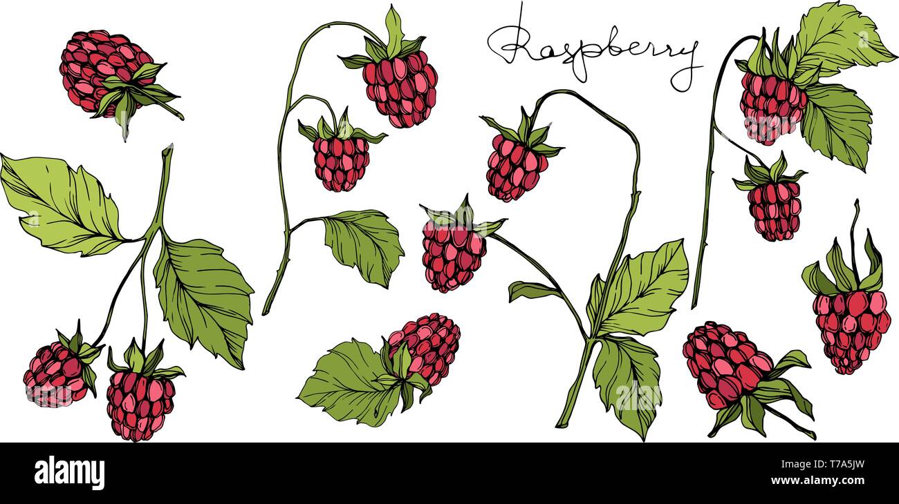 Vector Raspberry healthy food isolated. Red and green engraved ink art ...