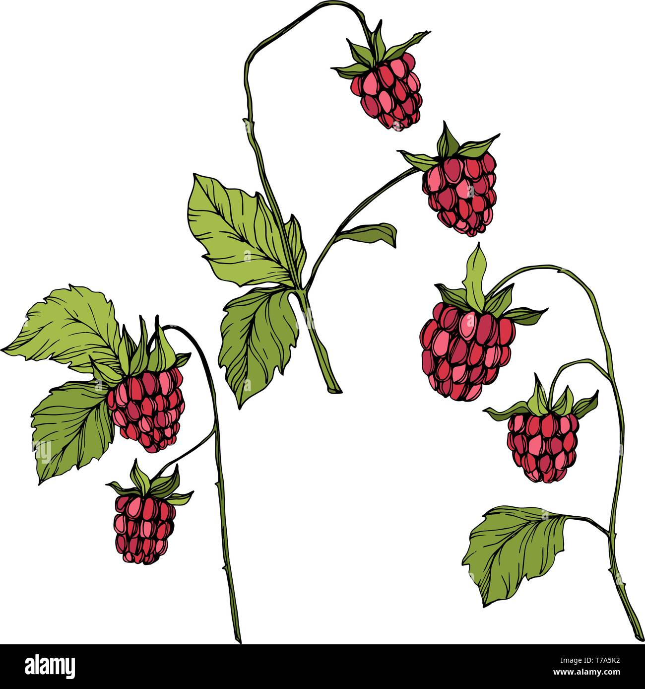 Vector Raspberry healthy food isolated. Red and green engraved ink art ...