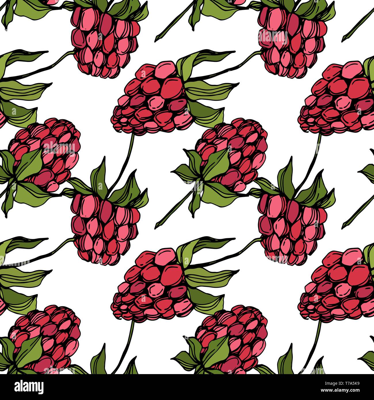 Vector Raspberry healthy food isolated. Red and green engraved ink art ...