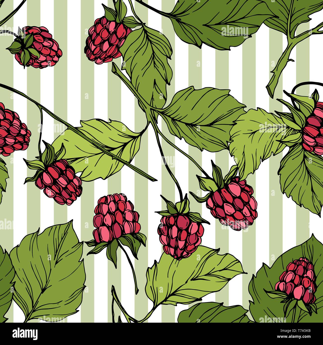 Vector Raspberry healthy food isolated. Red and green engraved ink art ...