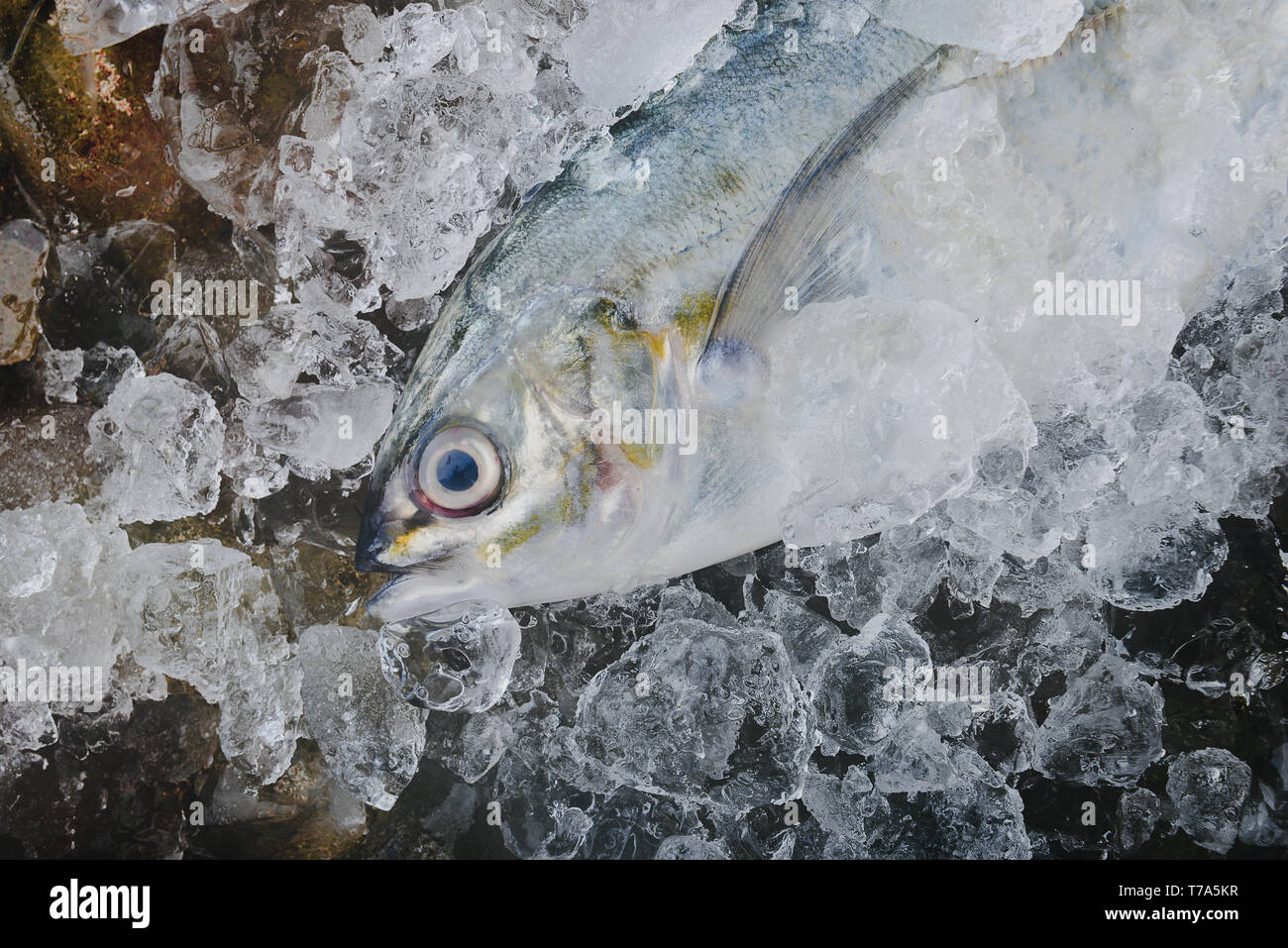 Trevally fish or jack frozen in ice with grey tone color applied Stock ...