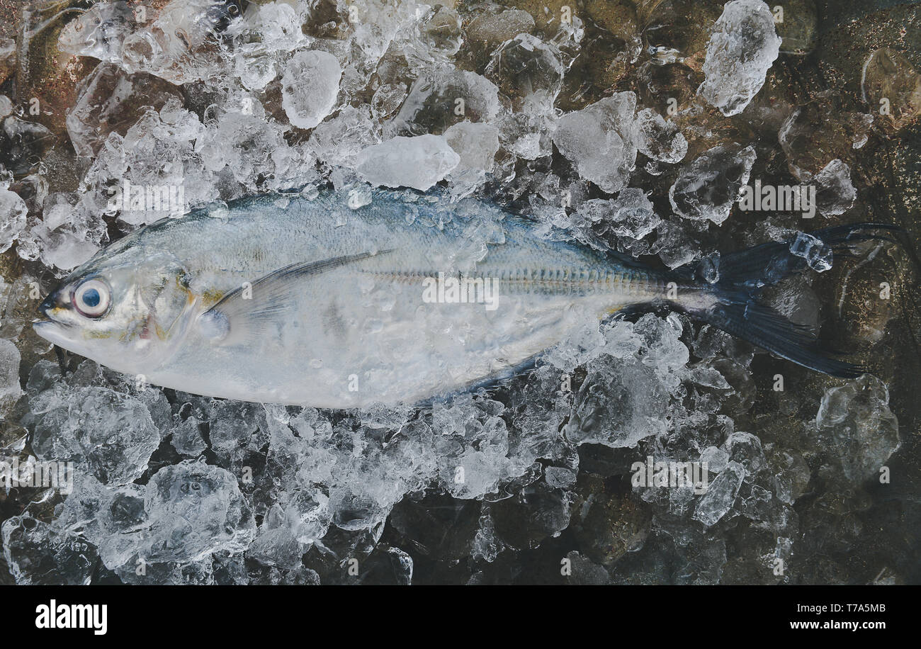 Trevally fish or jack frozen in ice with grey tone color applied Stock ...