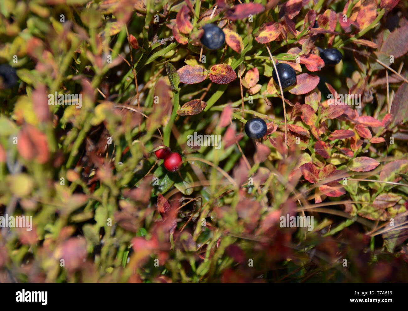Bushes color edible fruit hi-res stock photography and images - Alamy
