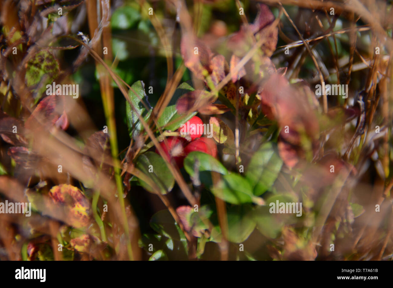 Bushes color edible fruit hi-res stock photography and images - Alamy