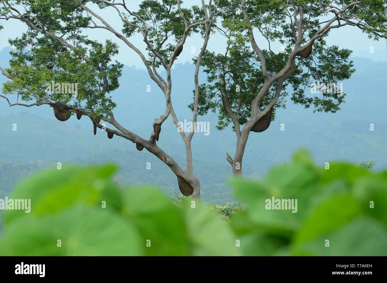 Honeycomb Tree Branch High Resolution Stock Photography and Images - Alamy