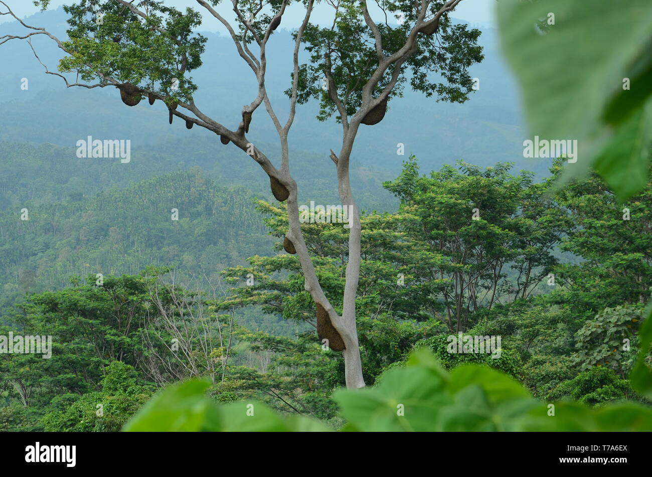 Wild Honeycomb Tree High Resolution Stock Photography and Images - Alamy