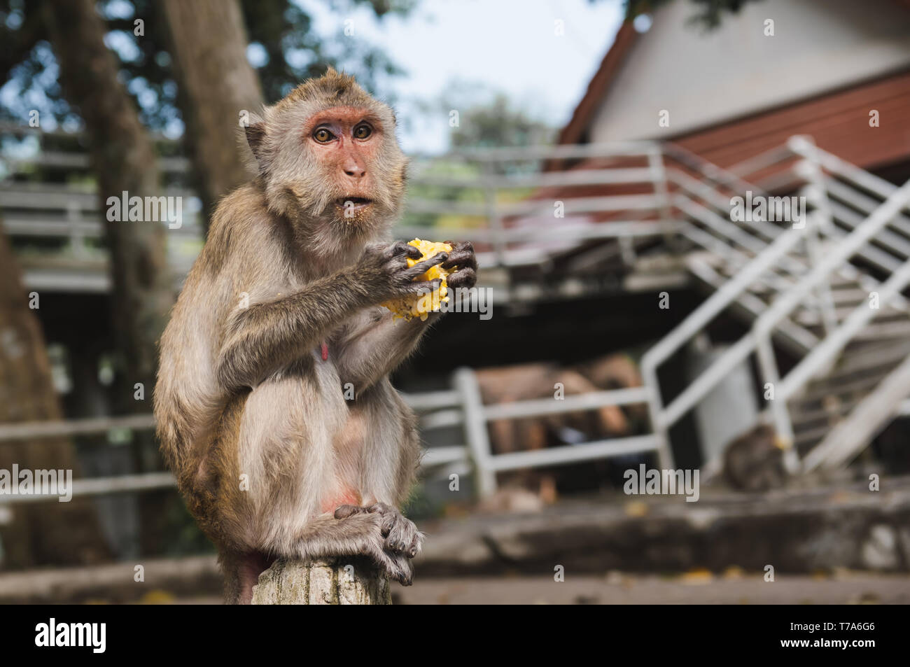 Monkey freedom in relaxing and eating time portrait with outdoor sun ...
