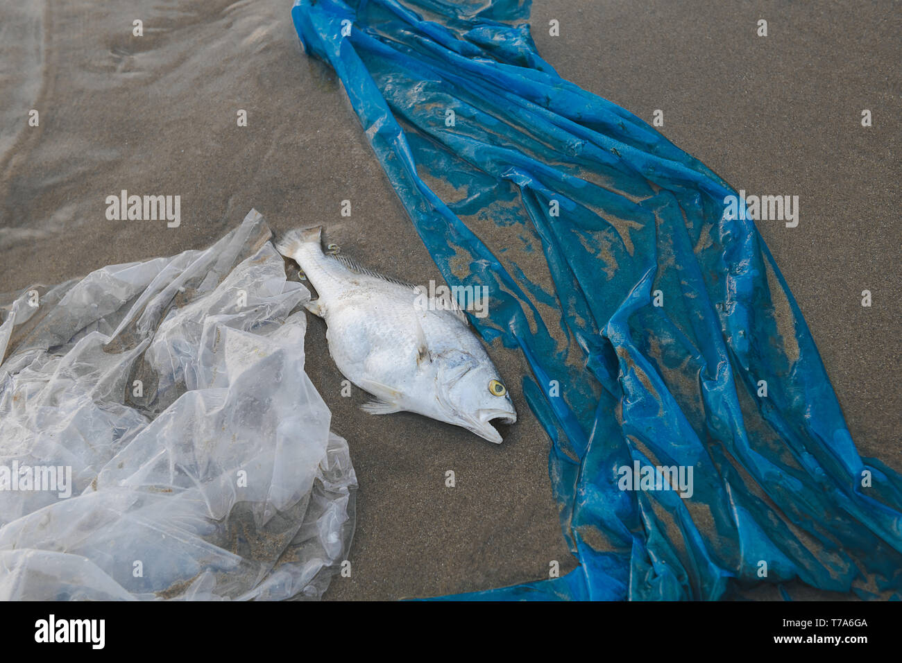 (eutrophication or oxygen) and fish hi-res stock photography and images ...