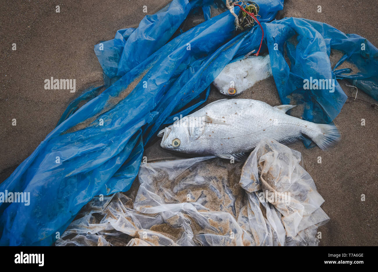 Death fish and plastic garbage on the beach in pollution sea scape ...
