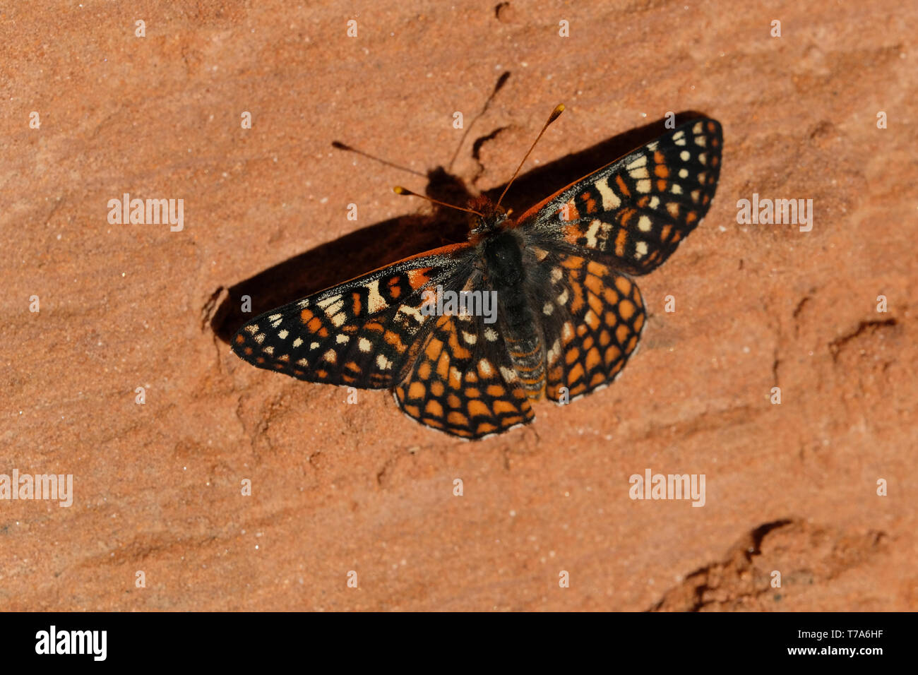Desert butterfly hi-res stock photography and images - Alamy