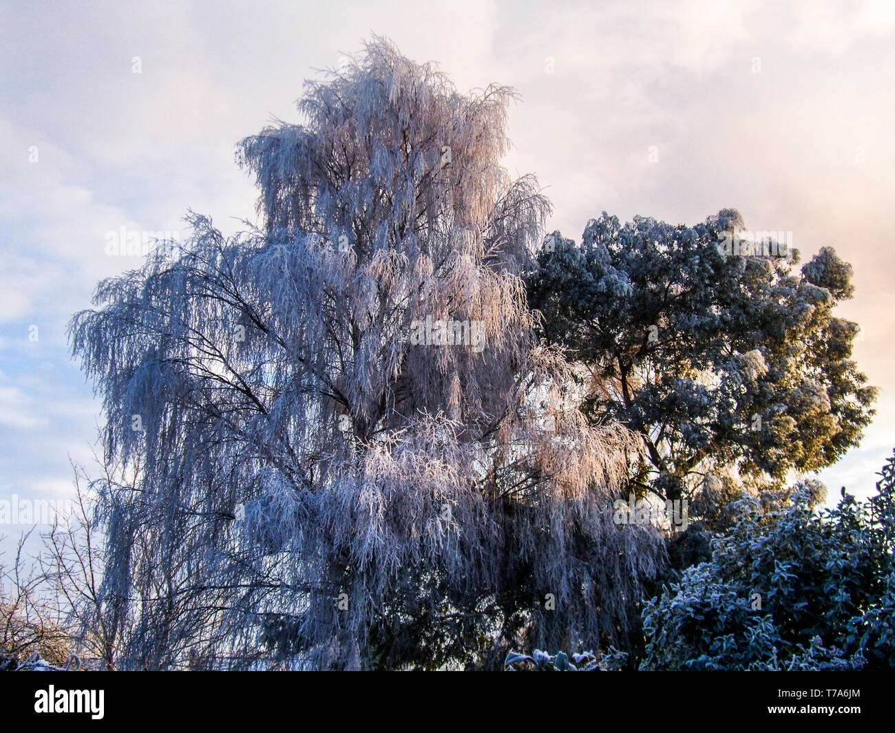 Frosted frozen freezing cold tree hi-res stock photography and images ...