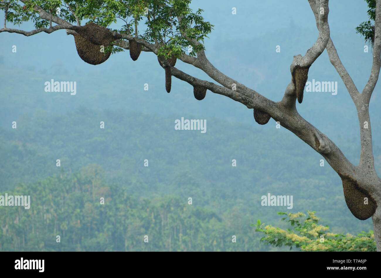 Wild Honeycomb Tree High Resolution Stock Photography and Images - Alamy