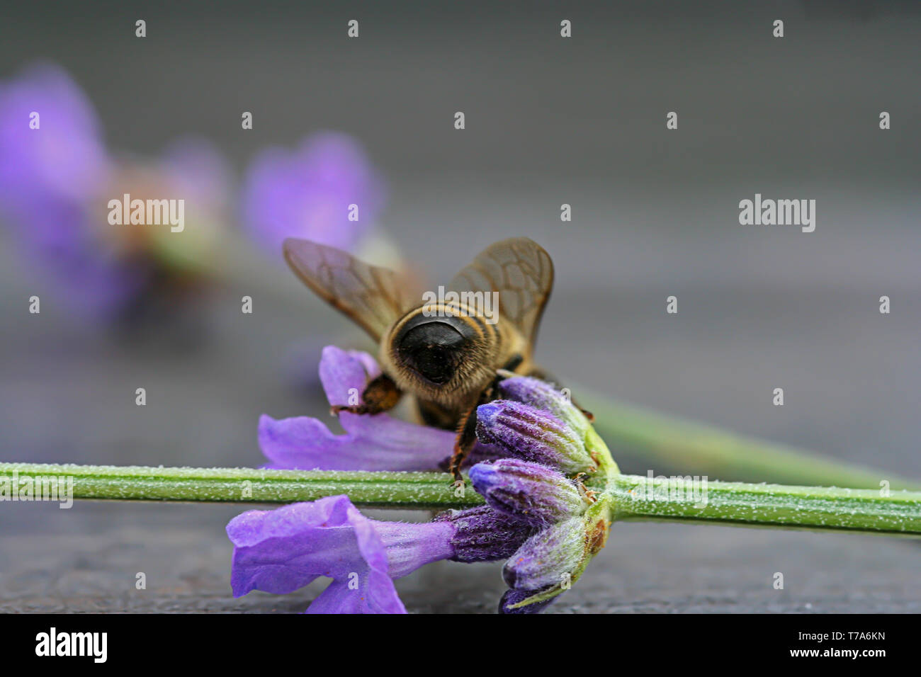 Back garden bees hi-res stock photography and images - Alamy
