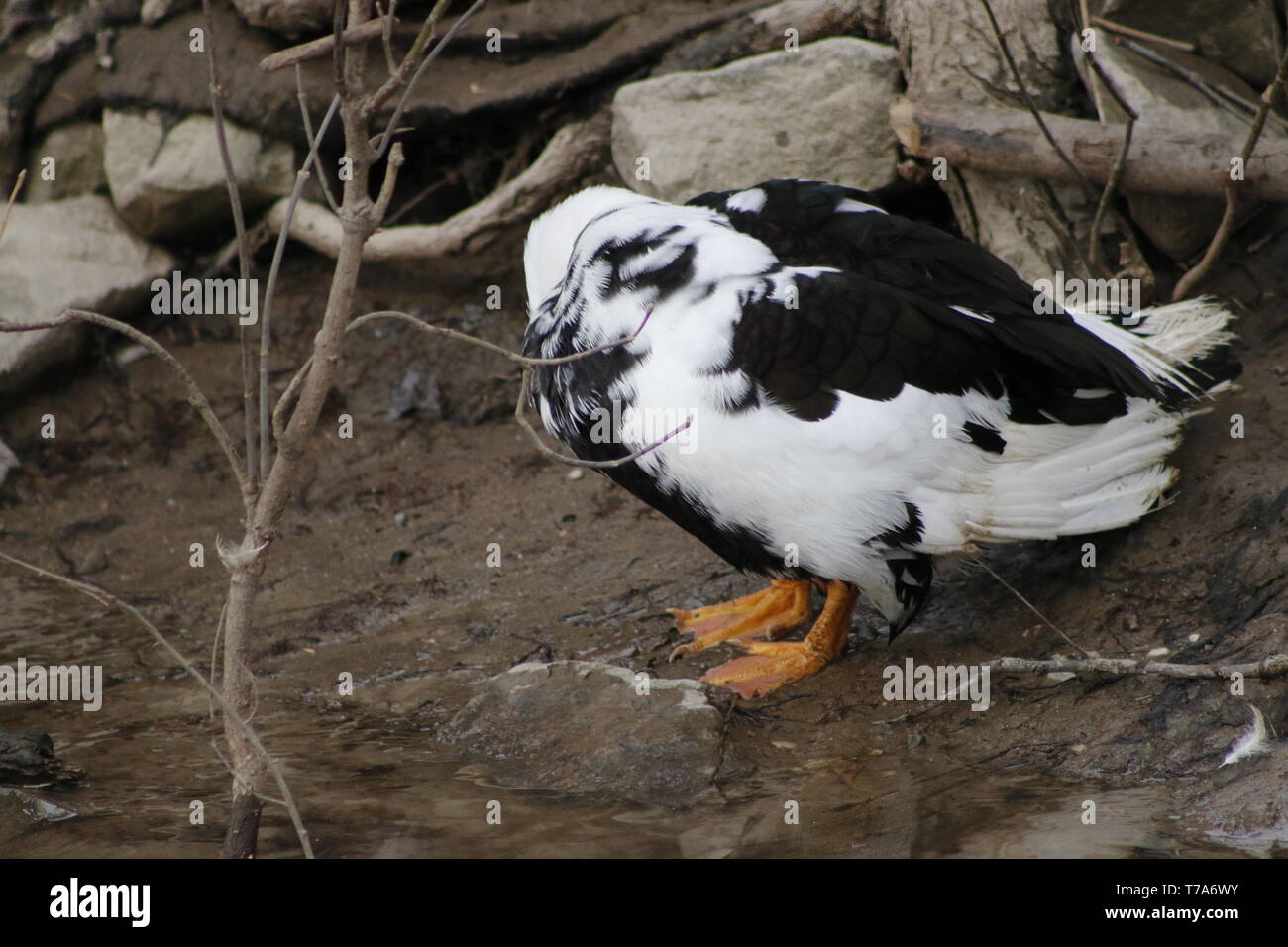 Muscovy duck roaming on the grass. Beautiful male Muscovy duck. Male ...